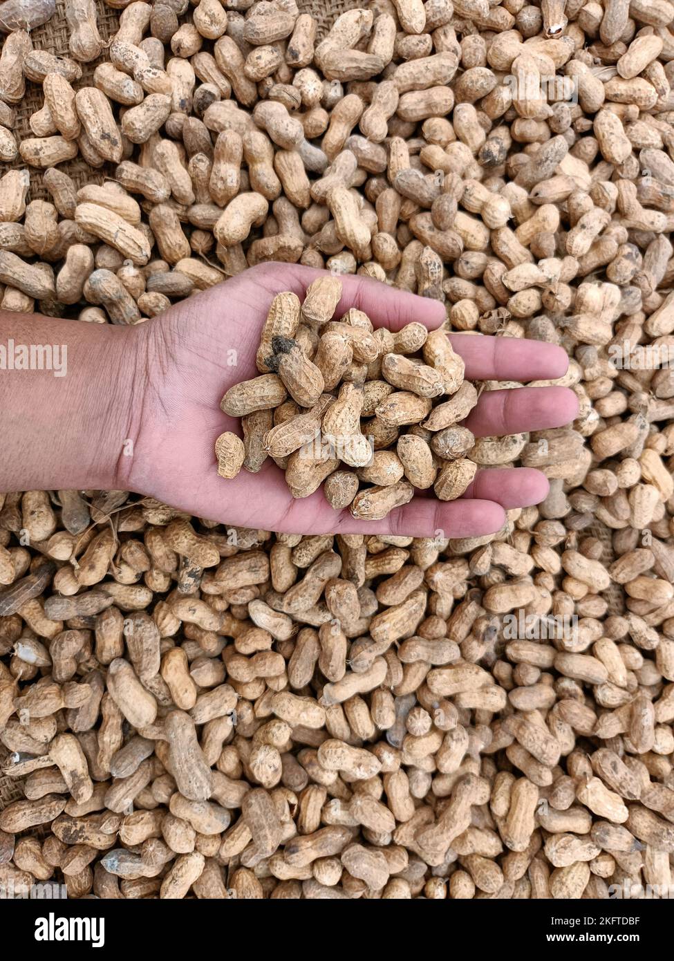 Peanut, groundnut, monkey nut, nut, golden brown colour seeds pods ...