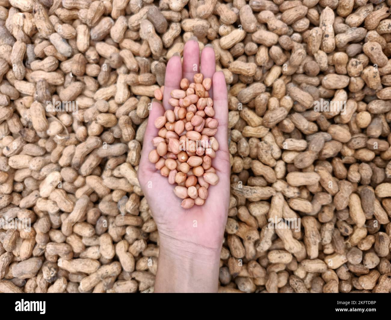 Peanut, groundnut, monkey nut, nut, golden brown colour seeds pods ...