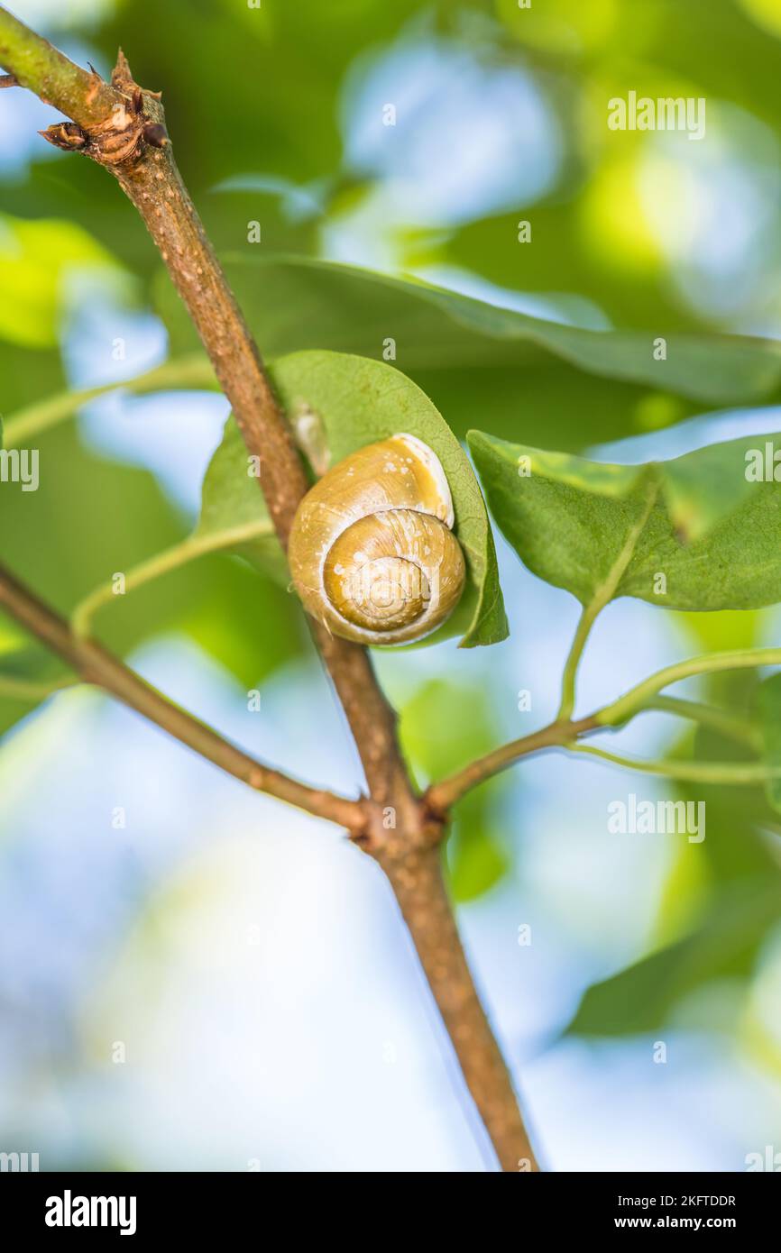Small snails with snail shell hanging on a branch of a tree, Germany ...