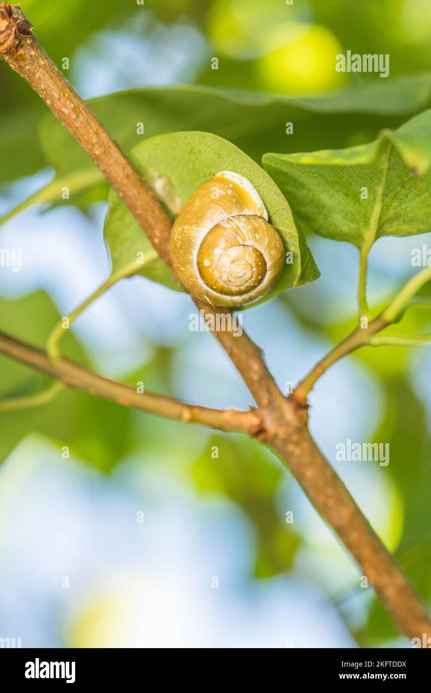 Small snails with snail shell hanging on a branch of a tree, Germany ...