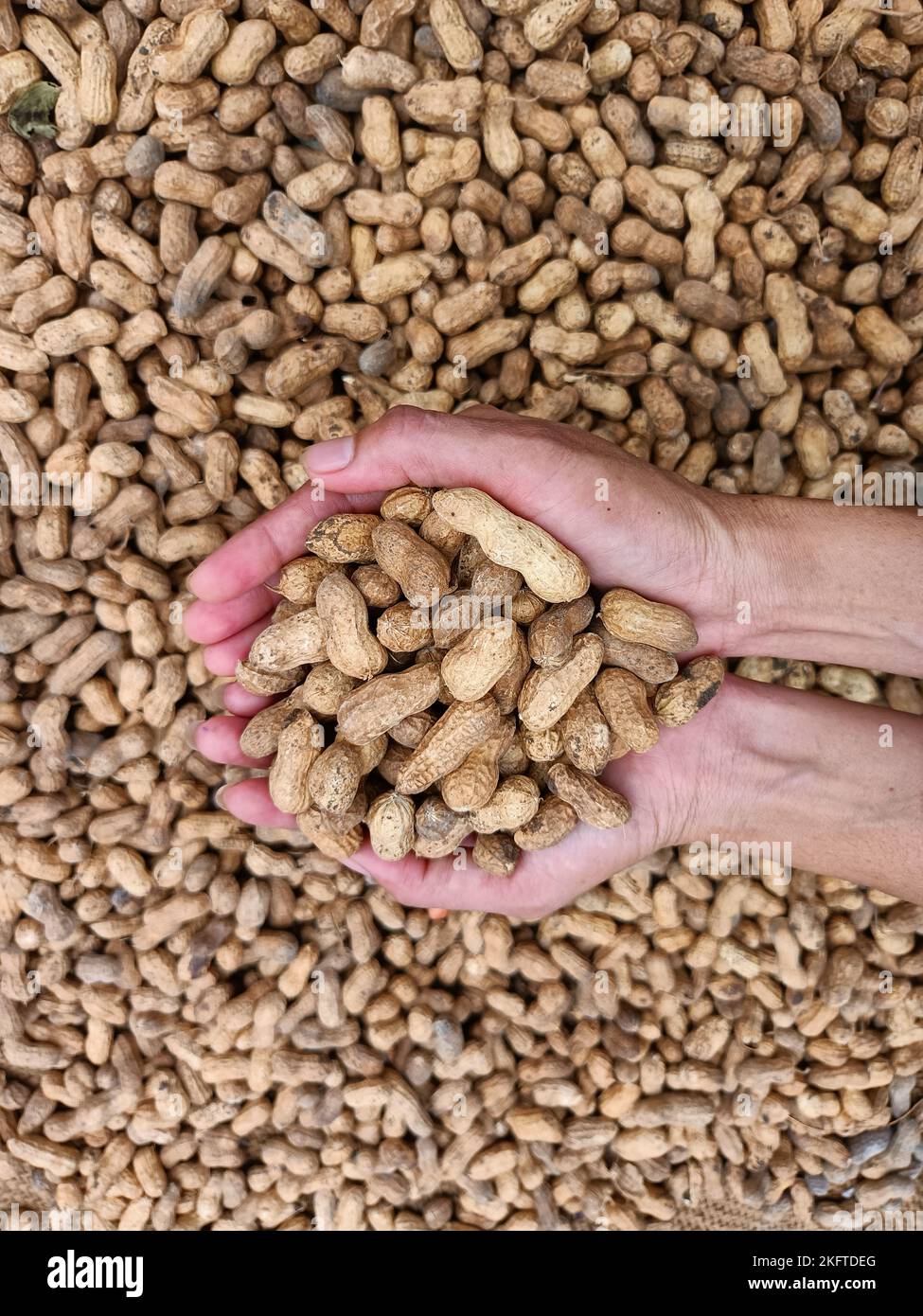 Peanut, groundnut, monkey nut, nut, golden brown colour seeds pods ...