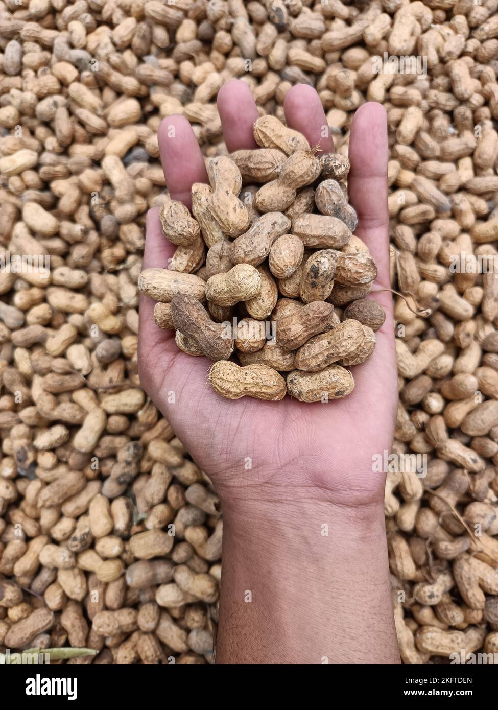 Peanut, groundnut, monkey nut, nut, golden brown colour seeds pods ...