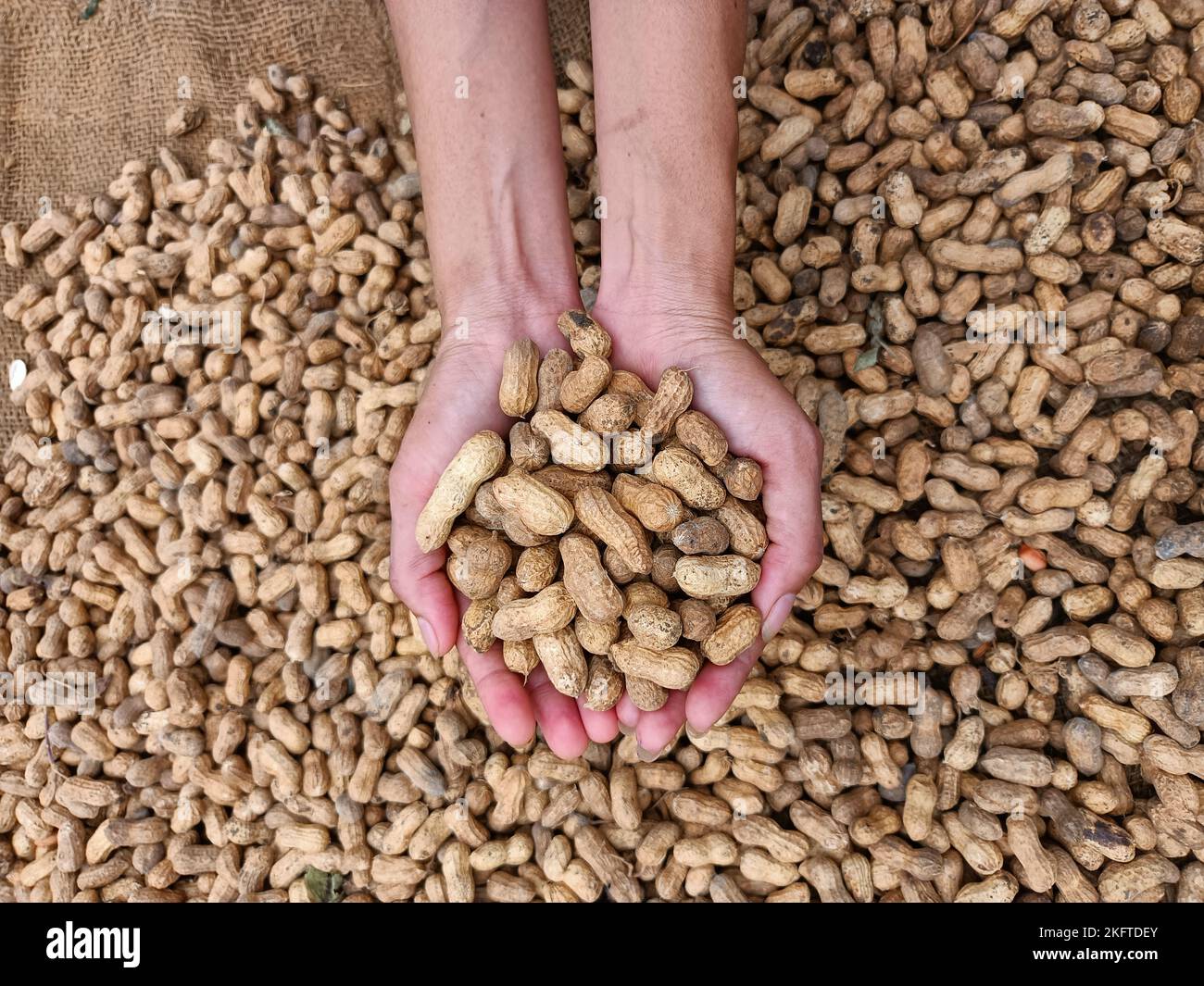 Peanut, groundnut, monkey nut, nut, golden brown colour seeds pods ...