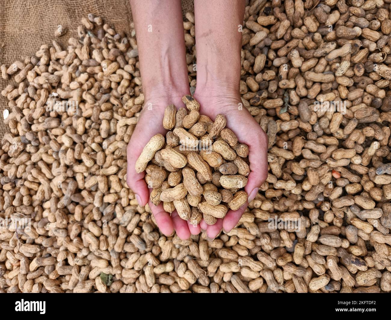 Peanut, groundnut, monkey nut, nut, golden brown colour seeds pods ...