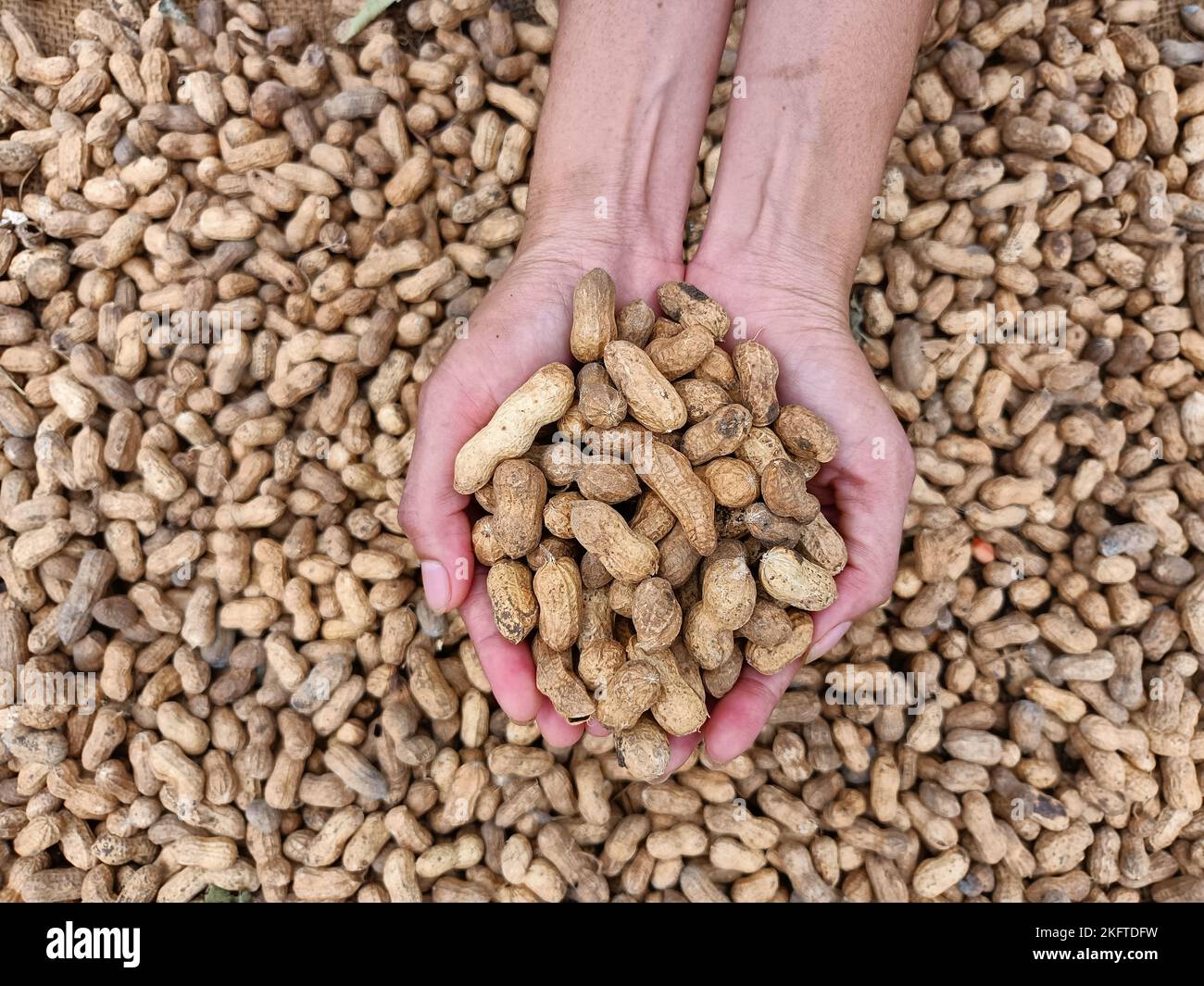 Peanut harvest india hi-res stock photography and images - Alamy