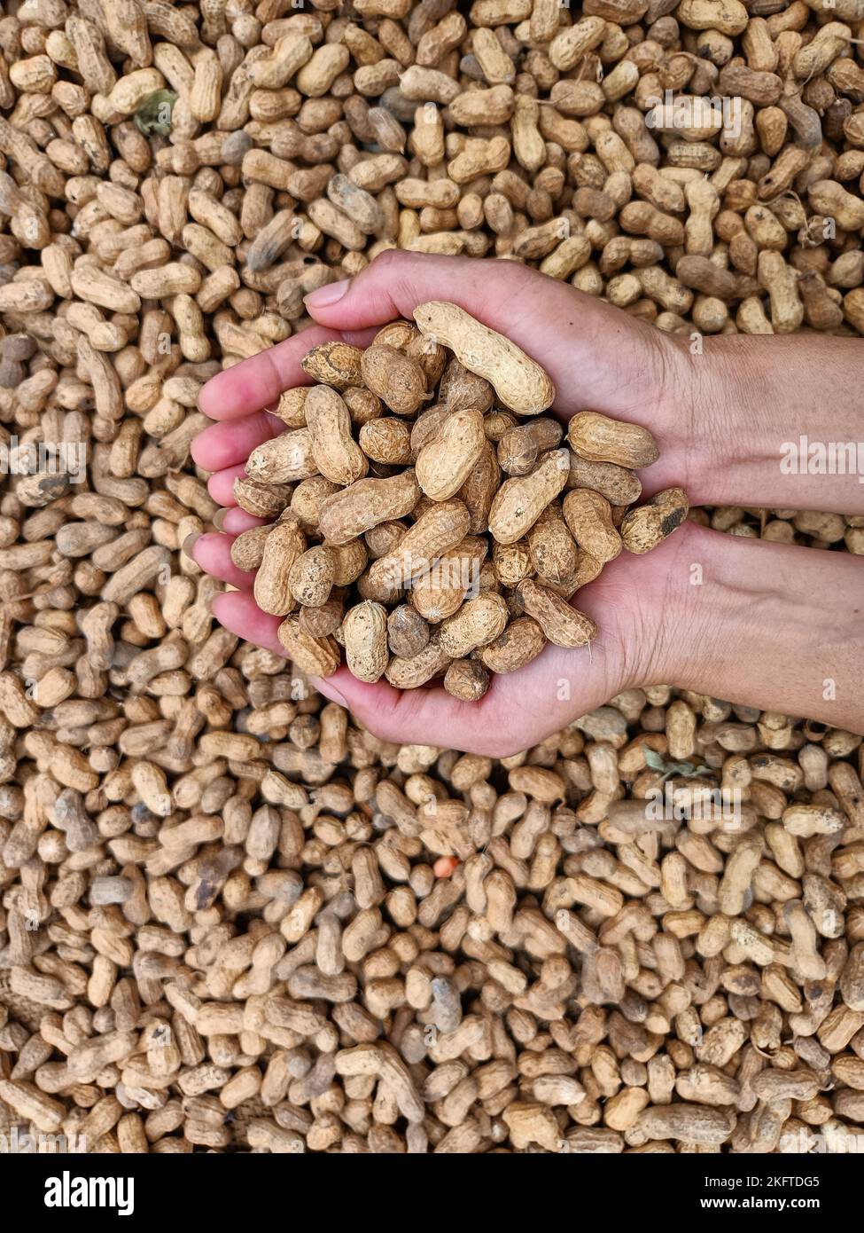 Peanut, groundnut, monkey nut, nut, golden brown colour seeds pods ...