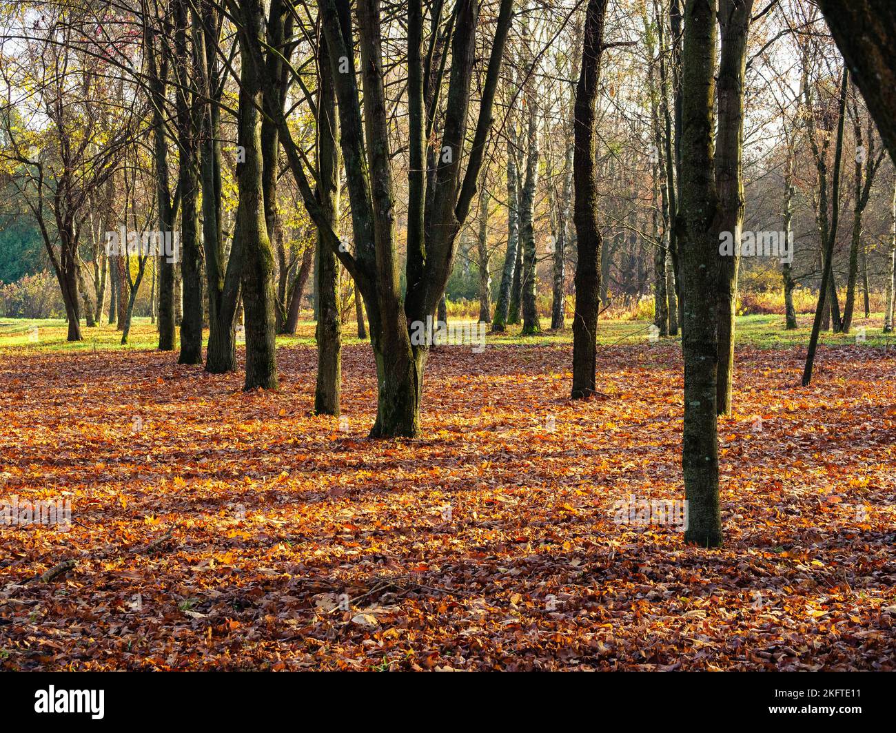 Strewn leaves hi-res stock photography and images - Alamy