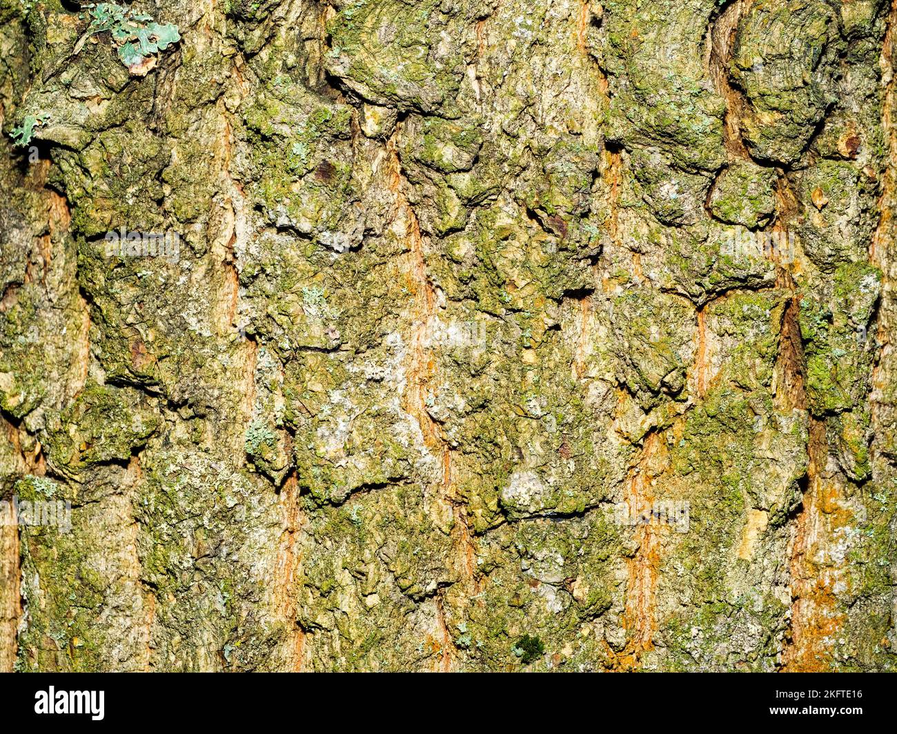 Detail texture of rough tree bark as a background Stock Photo - Alamy