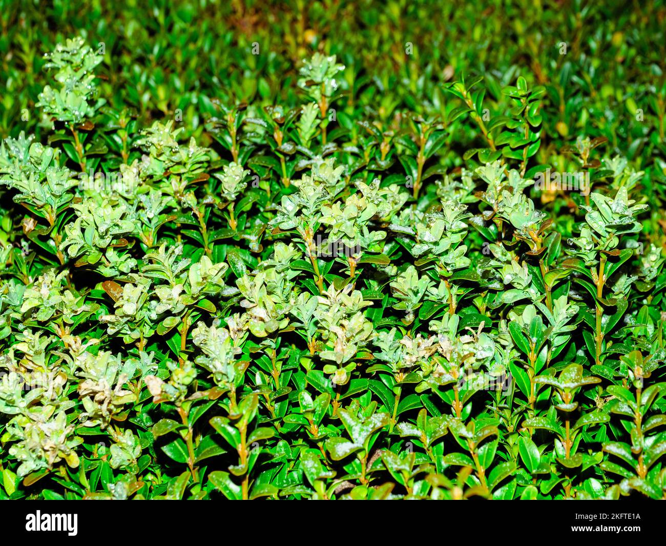 Boxwood bush with snow and melted water droplets on green leaves Stock ...