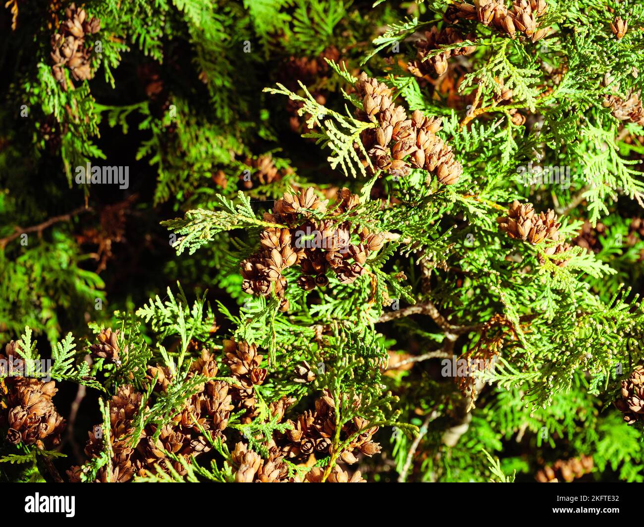 Detail brown small cones on thuja green sprigs Stock Photo - Alamy