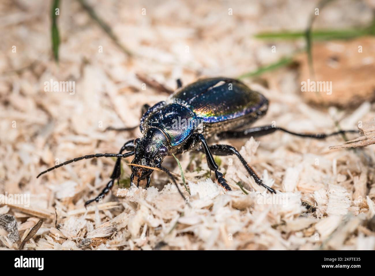 Blue gold green violet shiny large ground beetle with long legs and ...