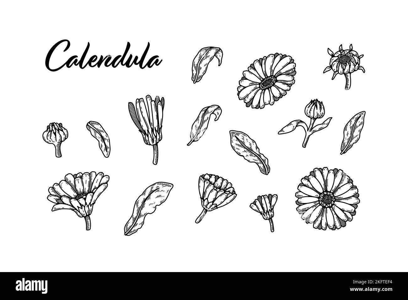 Set of hand drawn calendula flowers. Vector illustration in sketch ...