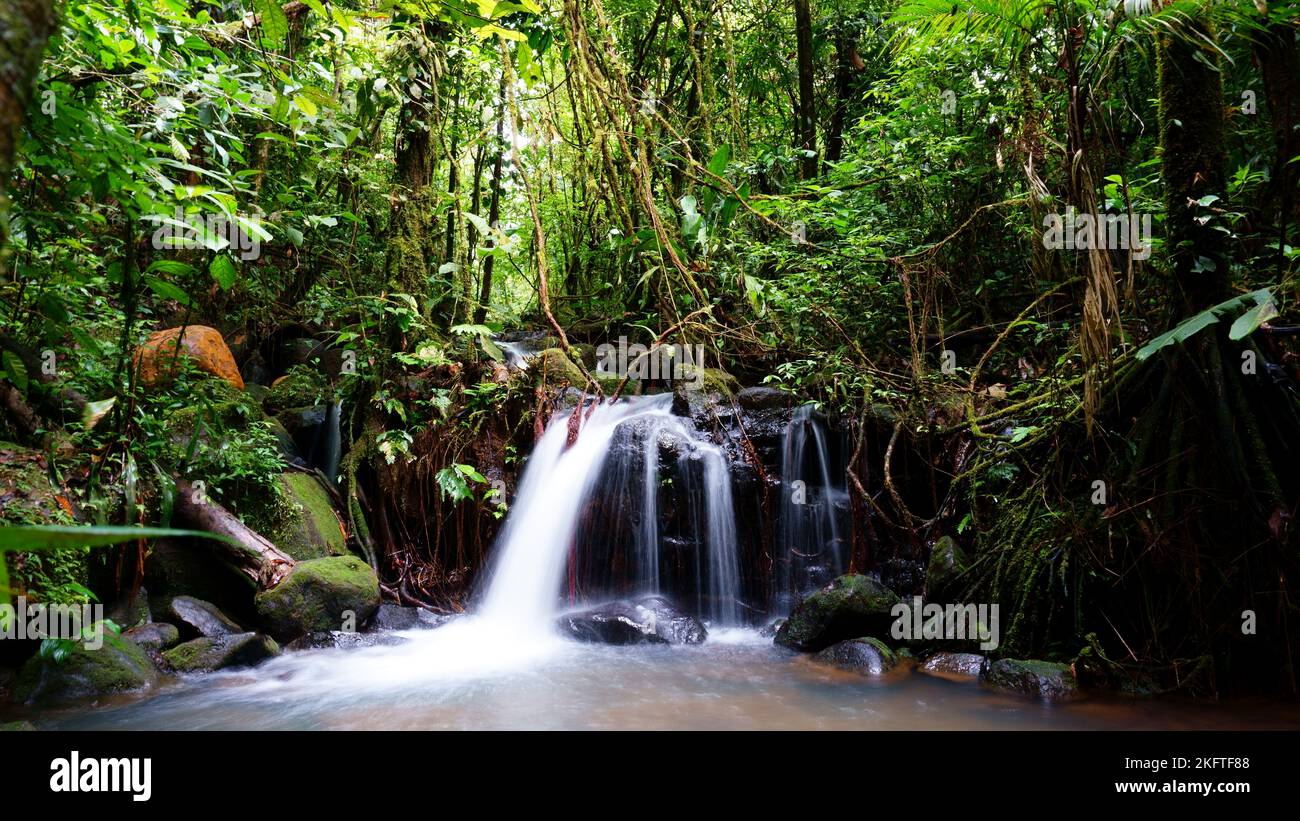 A tiny creek biotope in Monteverde national park, Costa Rica Stock ...