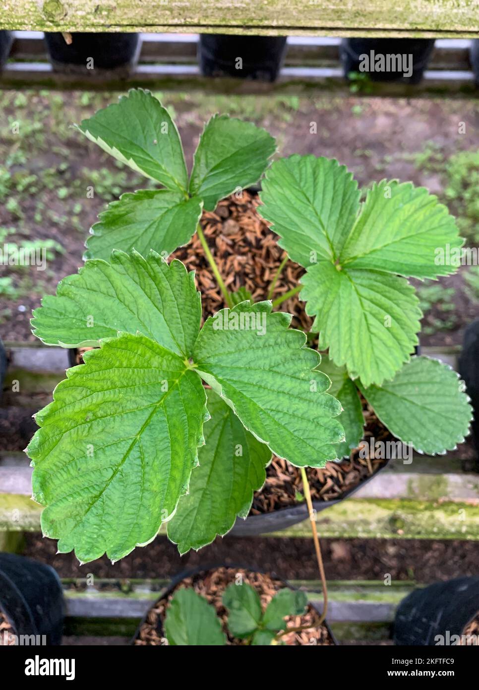 Green Strawberry leaves of garden strawberry. Top view Stock Photo - Alamy