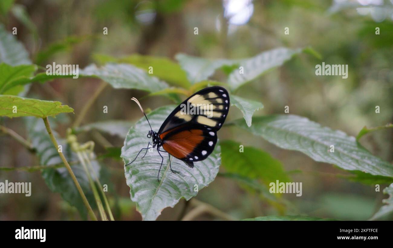 A tiny creek biotope in Monteverde national park, Costa Rica Stock ...