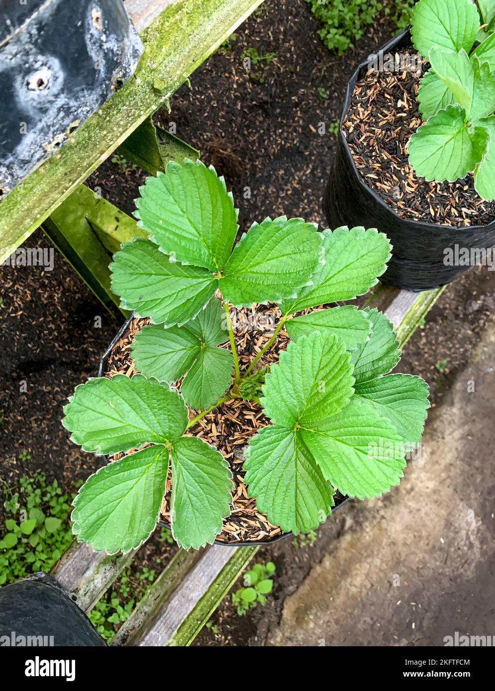 Green Strawberry leaves of garden strawberry. Top view Stock Photo - Alamy
