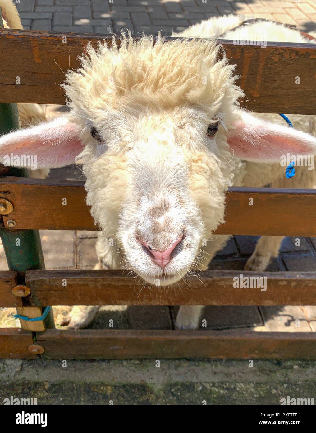 Cute sheep behind a wooden fence Stock Photo - Alamy
