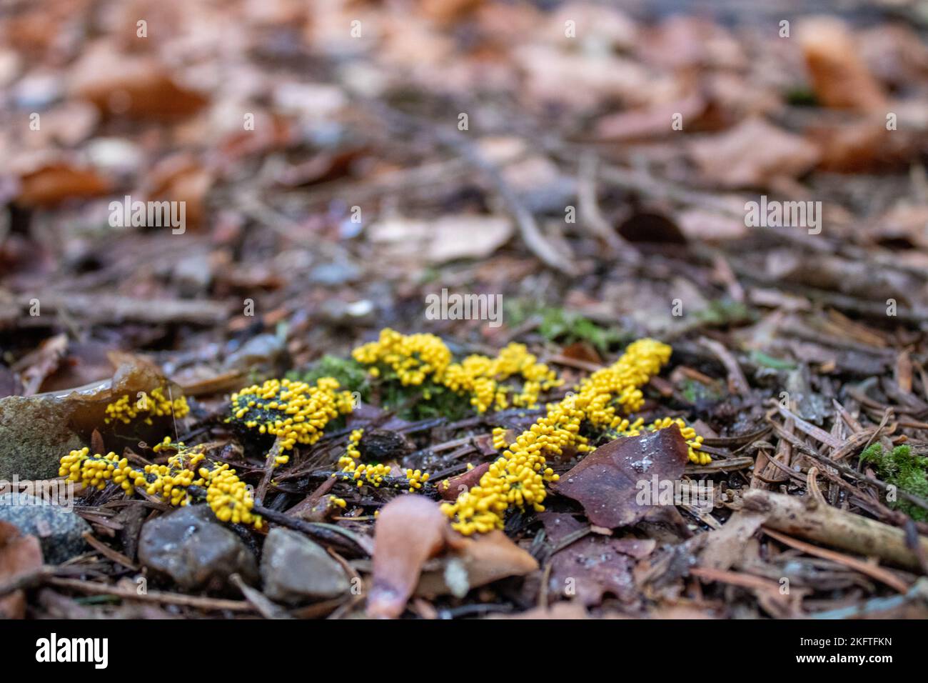 Yellow fungus. Autumn photography in the forest Stock Photo - Alamy