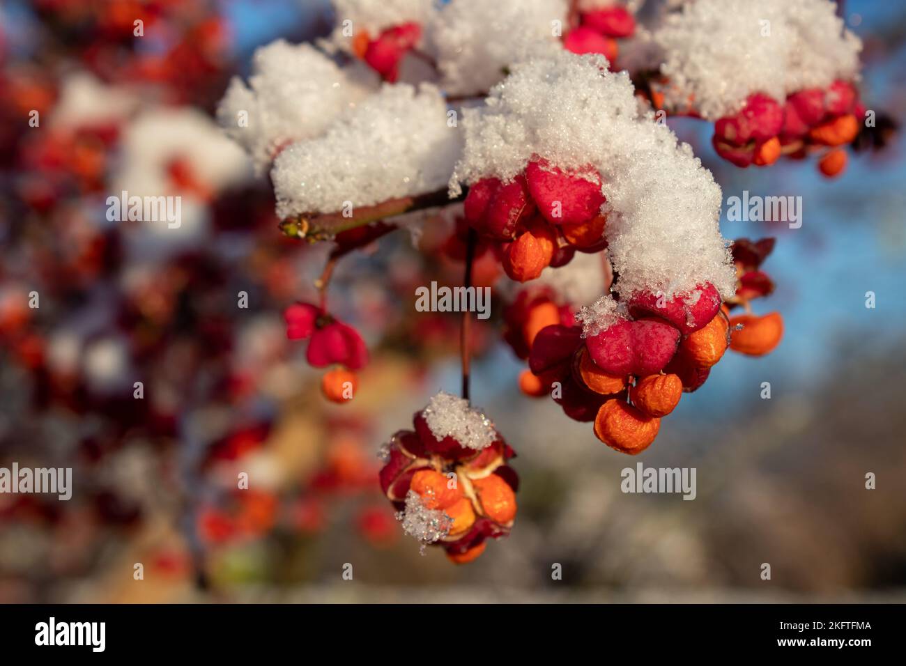 Close-up photography of Euonymus Europeans 'Red Cascade' tree covered ...