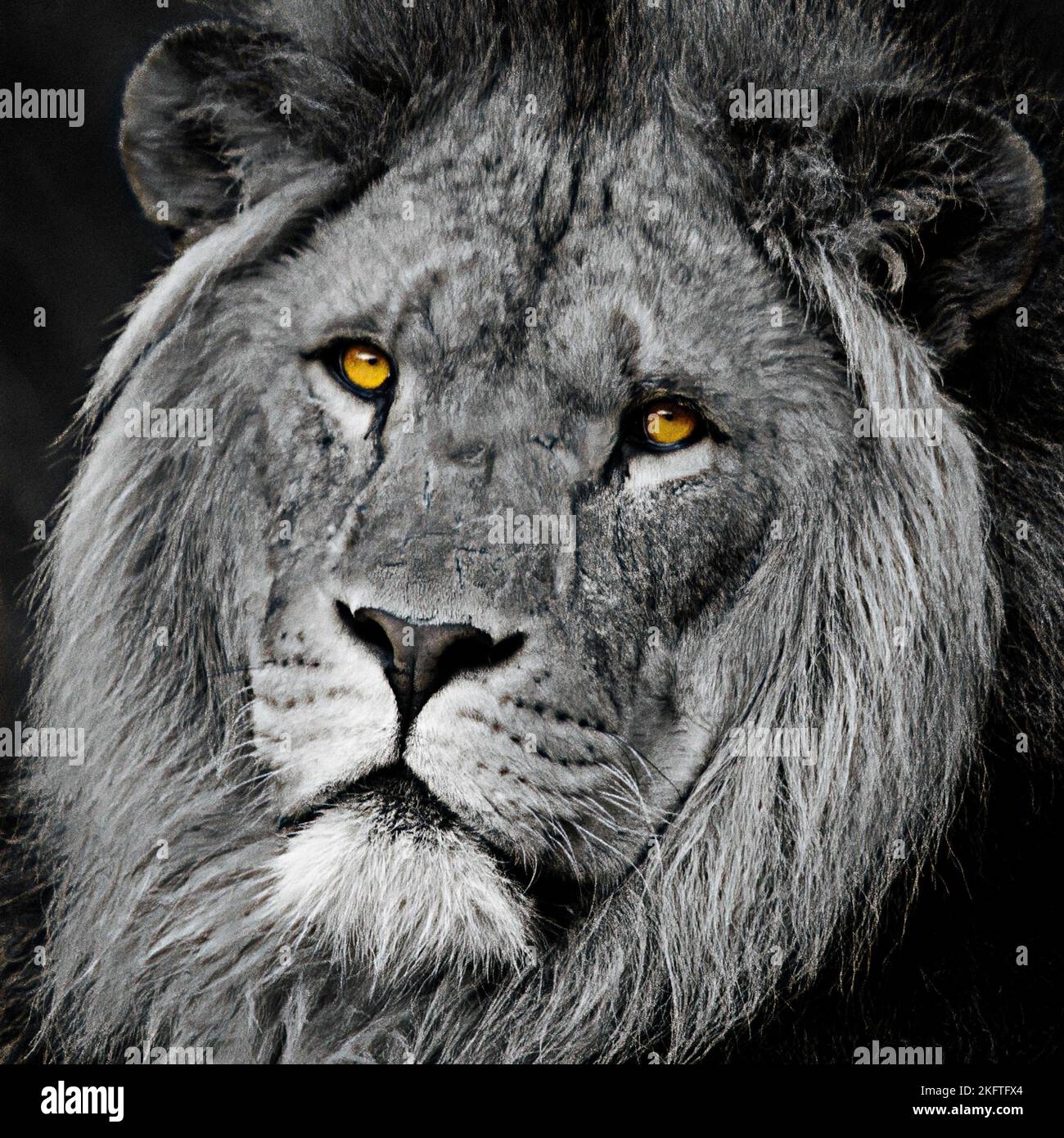 Amber eyes on black and white lion hi-res stock photography and images ...