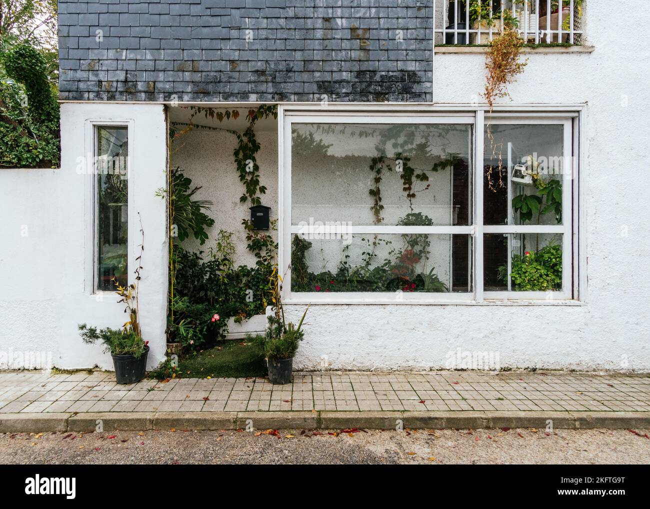 Trees grown in the facade with white wall and big windows Stock Photo ...