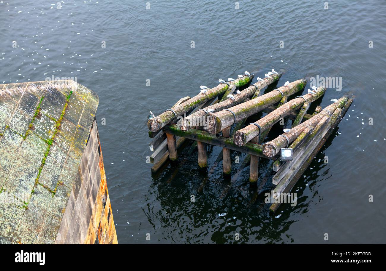 Wooden icebreaker on the river . Bridge Ice protection at Vltava river ...