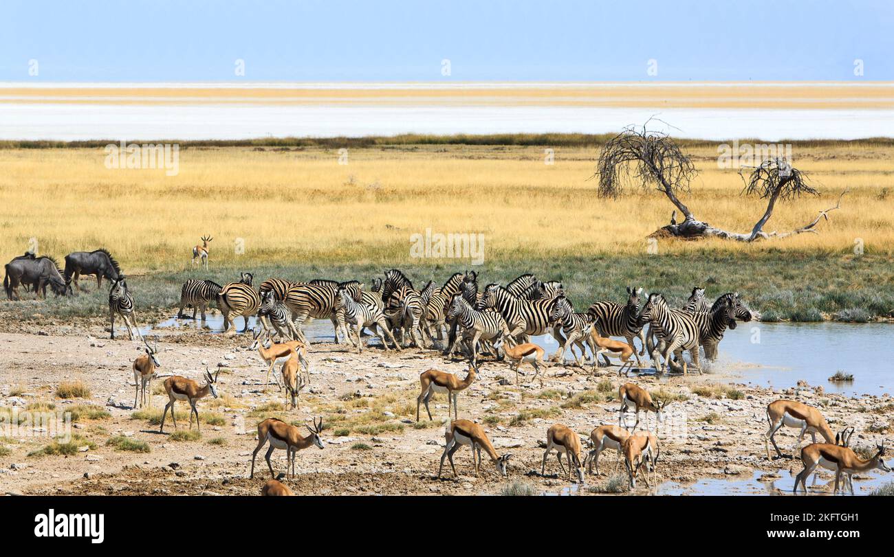 Large group of animals standing near a very pretty waterhole scene with ...