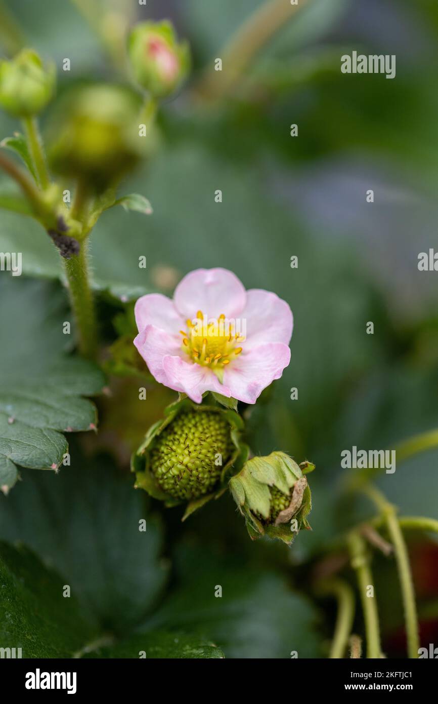 The Fragaria Comarum hybrids plant on a blurry background Stock Photo ...