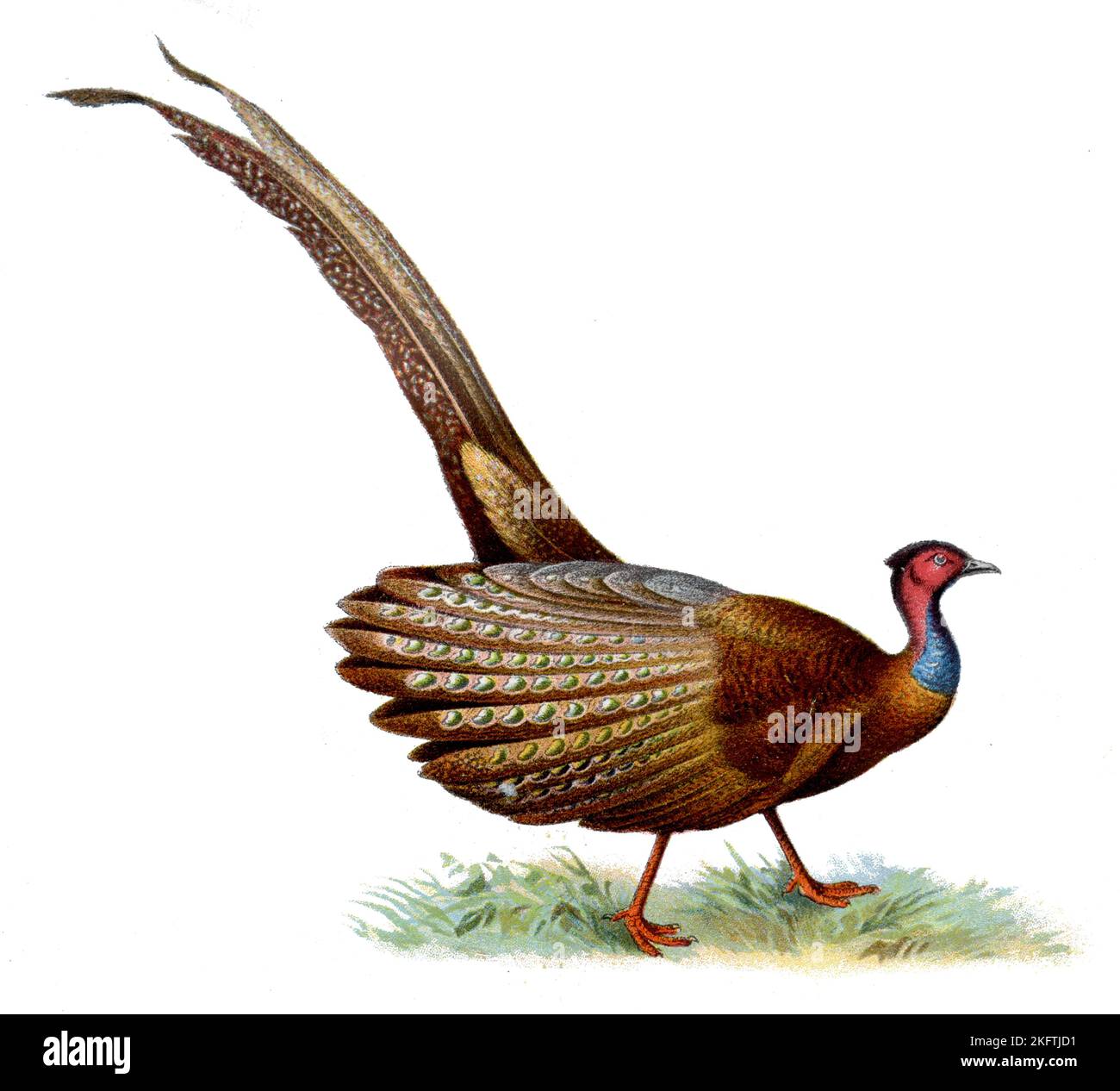 Great Argus Argusianus argus, (zoology book, 1913), Argusfasan Stock ...