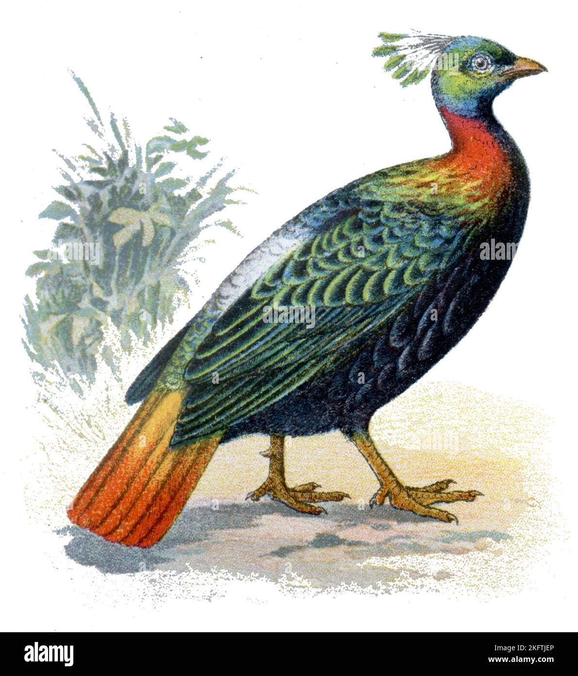 Himalayan Monal Lophophorus impejanus, (zoology book, 1913), Himalaya ...