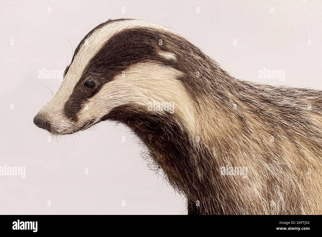 closeup head portrait of a stuffed striped European badger on a white ...