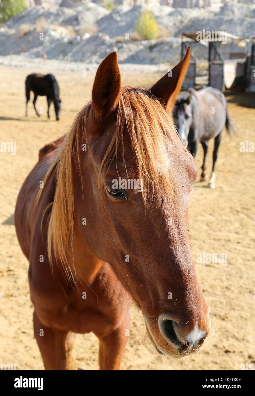 Ranch cappadocia cappadocia hi-res stock photography and images - Alamy