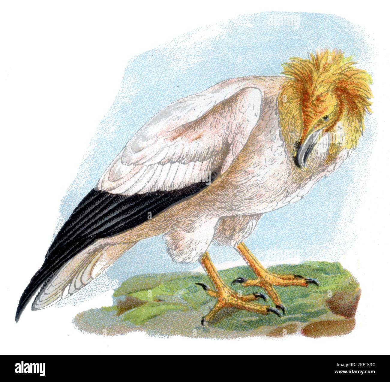 Egyptian Vulture Neophron percnopterus, (zoology book, 1913 ...