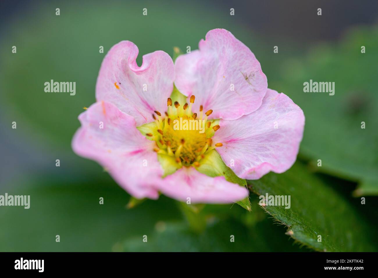A closeup of Fragaria Comarum hybrids in the garden Stock Photo - Alamy