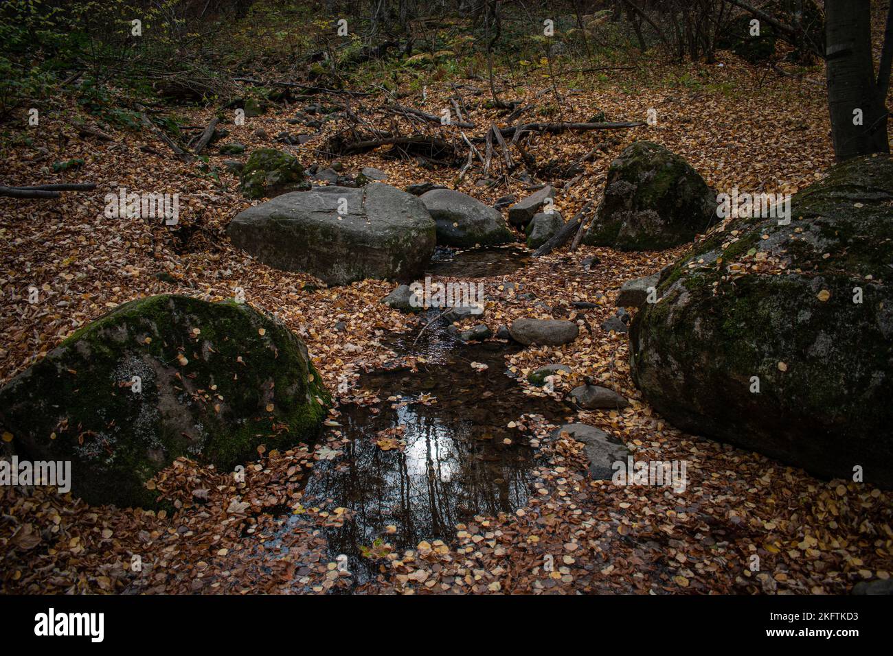 Puddle rain forest hi-res stock photography and images - Alamy