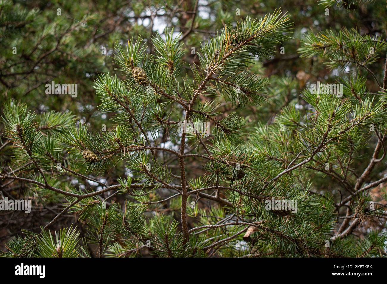 Pine tree close up hi-res stock photography and images - Alamy