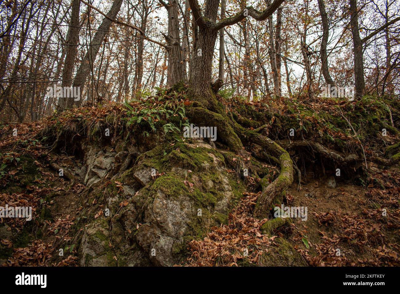Roots covered with moss hi-res stock photography and images - Alamy
