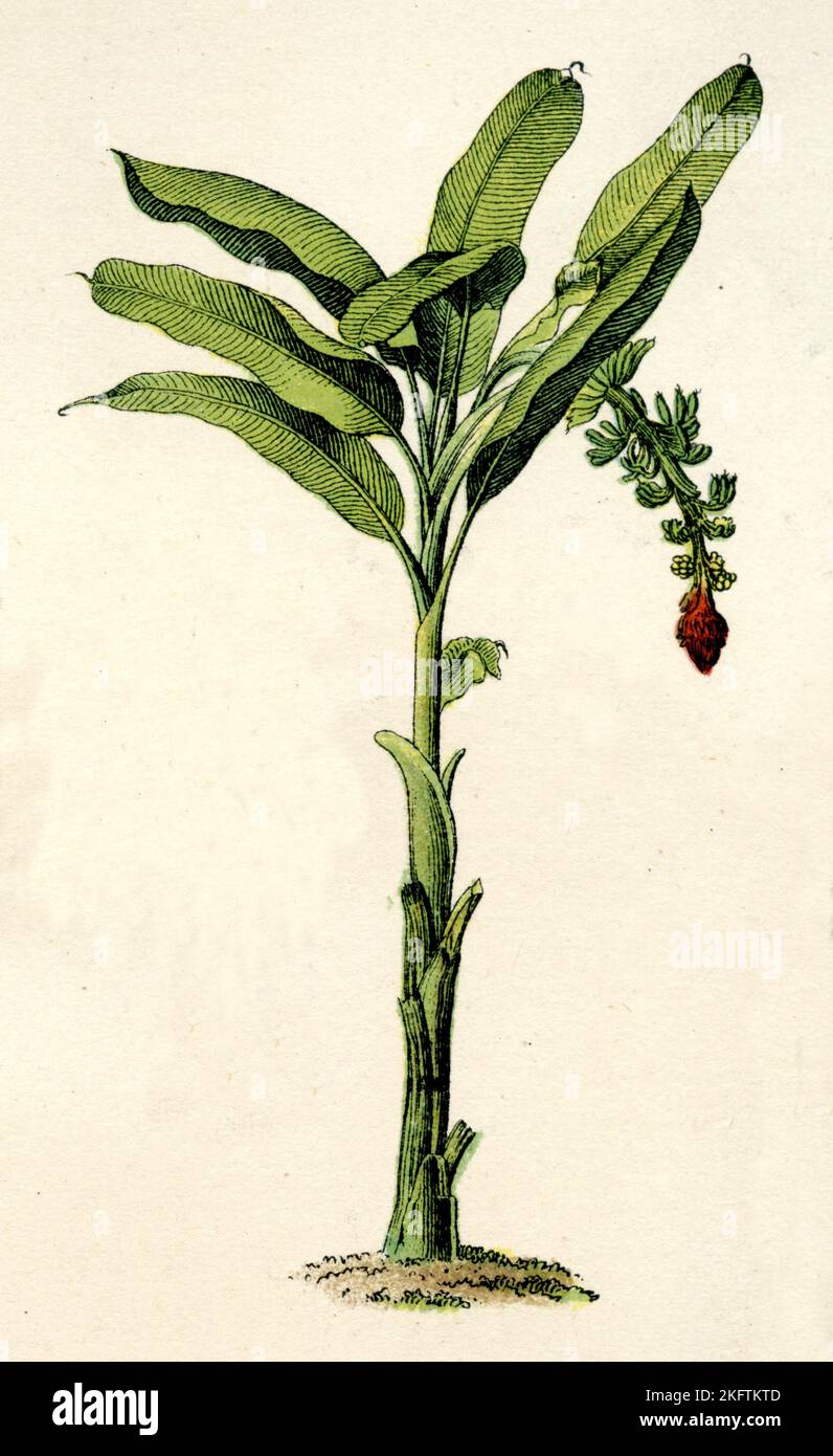banana Musa × paradisiaca Syn Musa sapientum, (botany book, 1886 ...