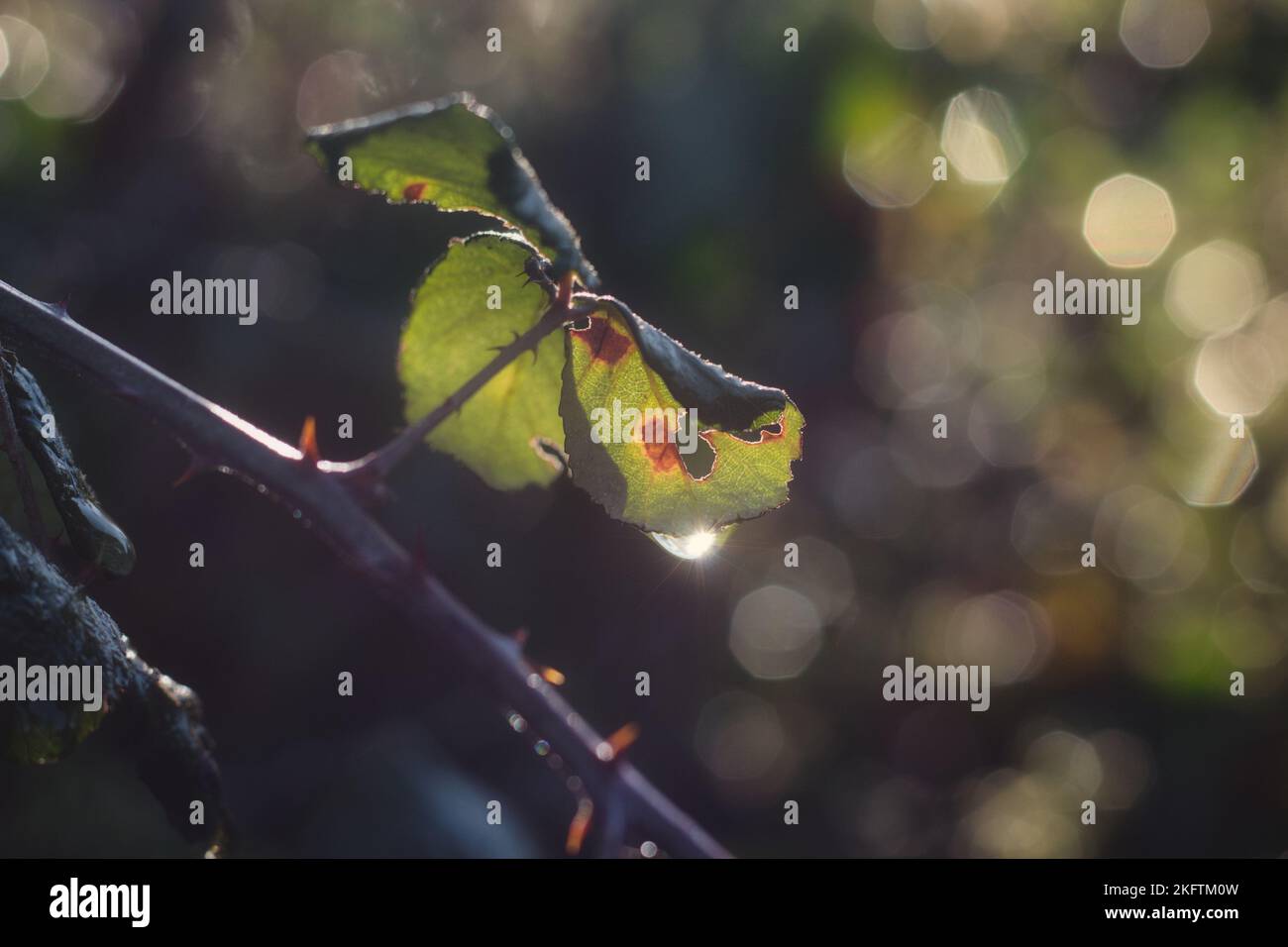 A green leaf in the forest dripping with a dew drop reflecting the suns ...