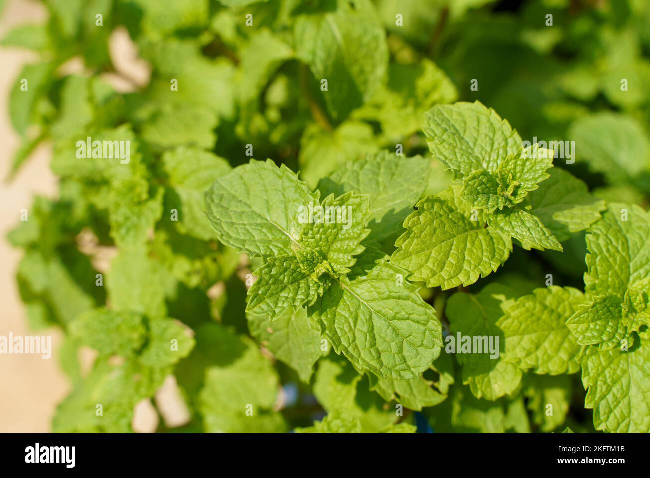 Mint background. Fresh green mint herb growing in the garden for food ...
