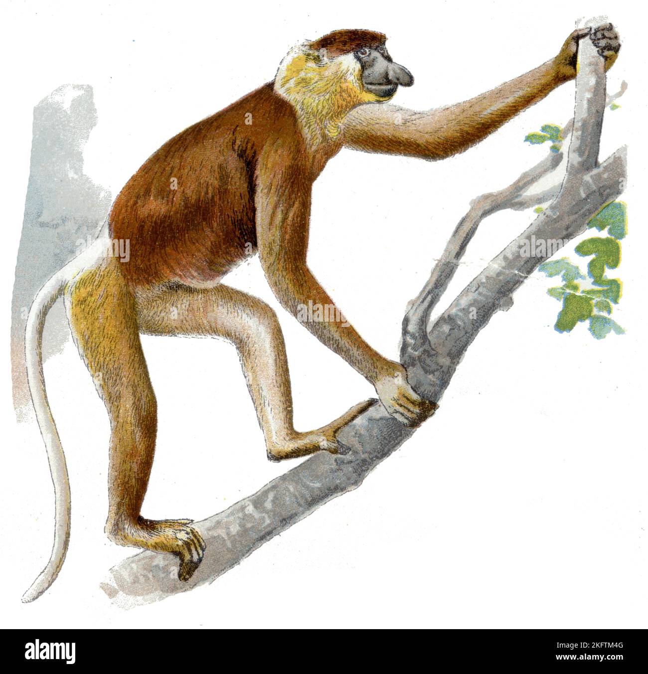 proboscis monkey Nasalis larvatus, (zoology book, 1913), Nasenaffe ...