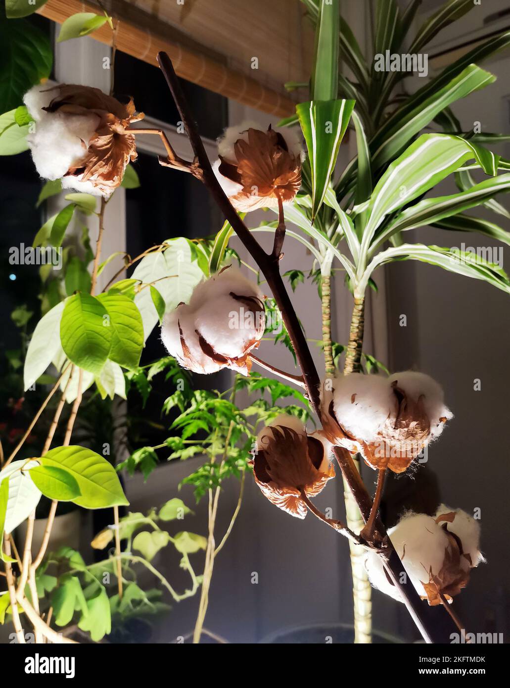 Cotton plant branch with white fiber in front of houseplants ...