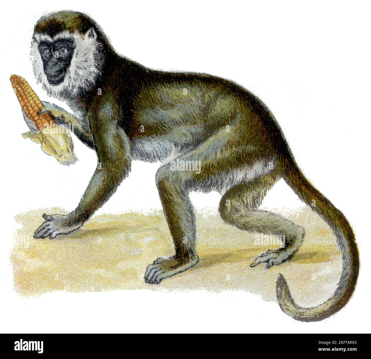 Green Monkey Chlorocebus sabaeus, (zoology book, 1913), Westliche ...