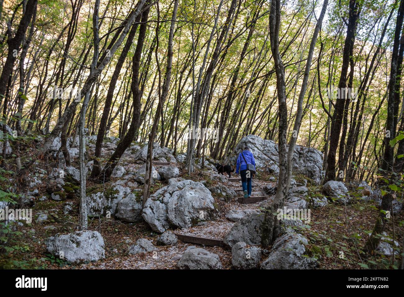 Young forest with small trees and rocks in between, near the Boka ...