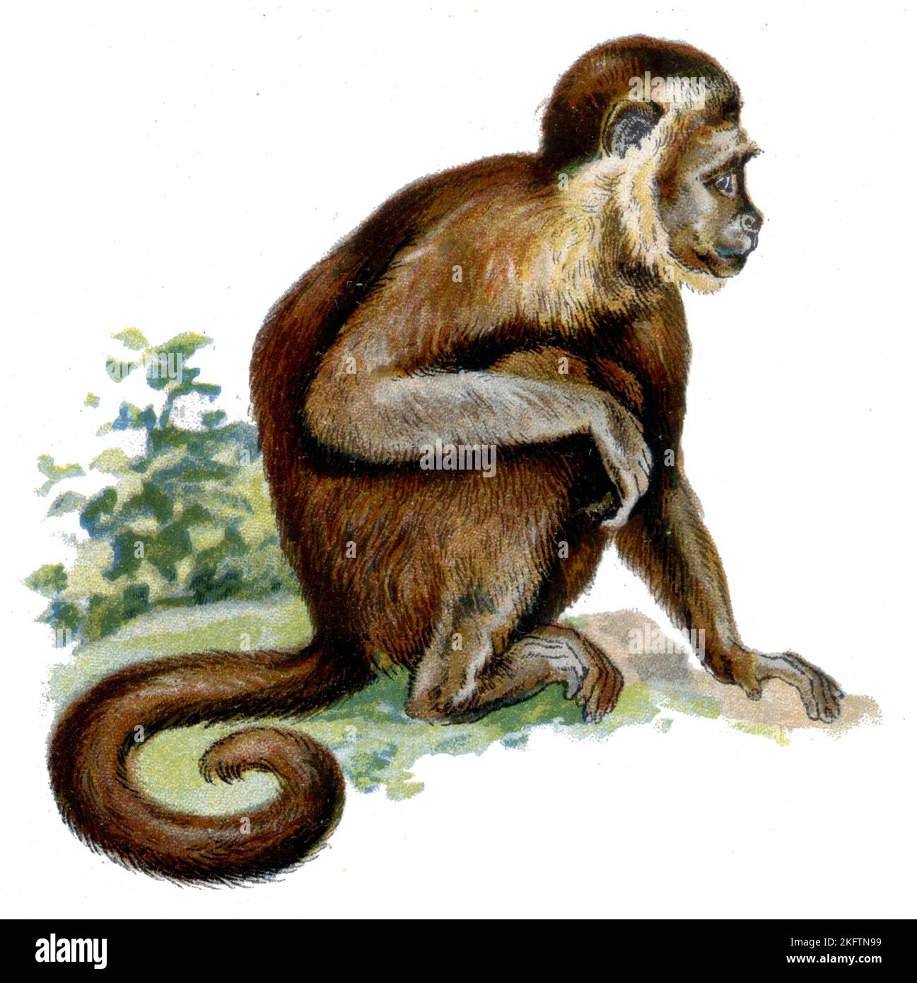 White-headed capuchin Cebus capucinus, (zoology book, 1913 ...