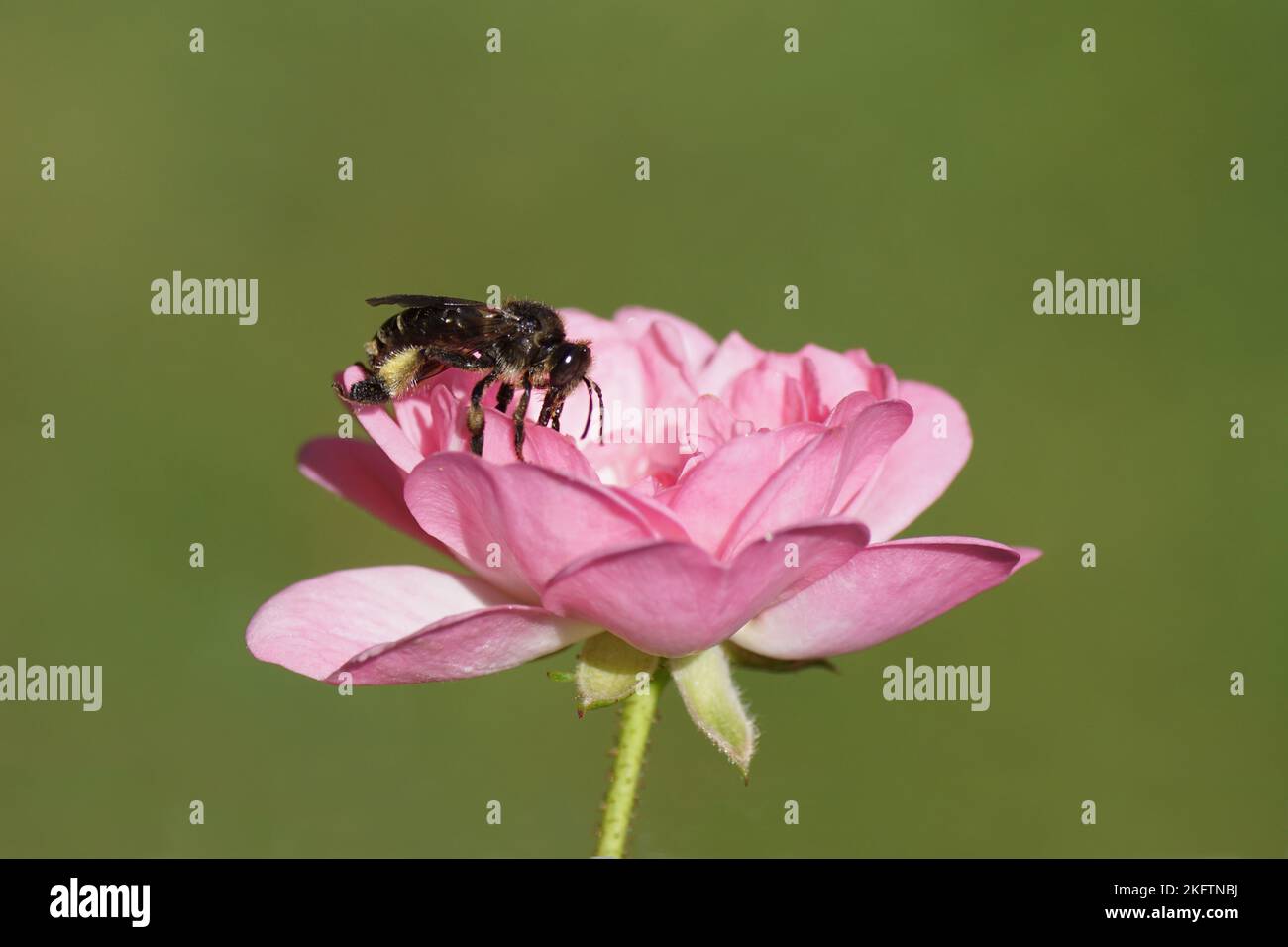 Melittidae Bee