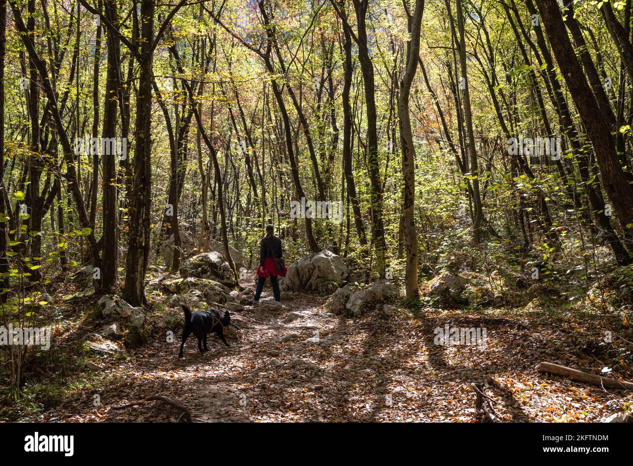 Young forest with small trees and rocks in between, near the Boka ...