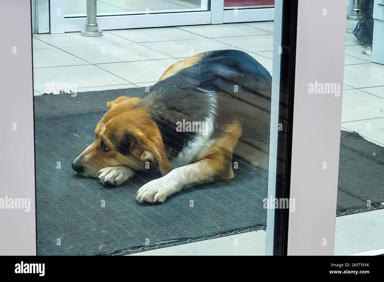 A stray dog is warming himself in the store from the intense cold. The ...
