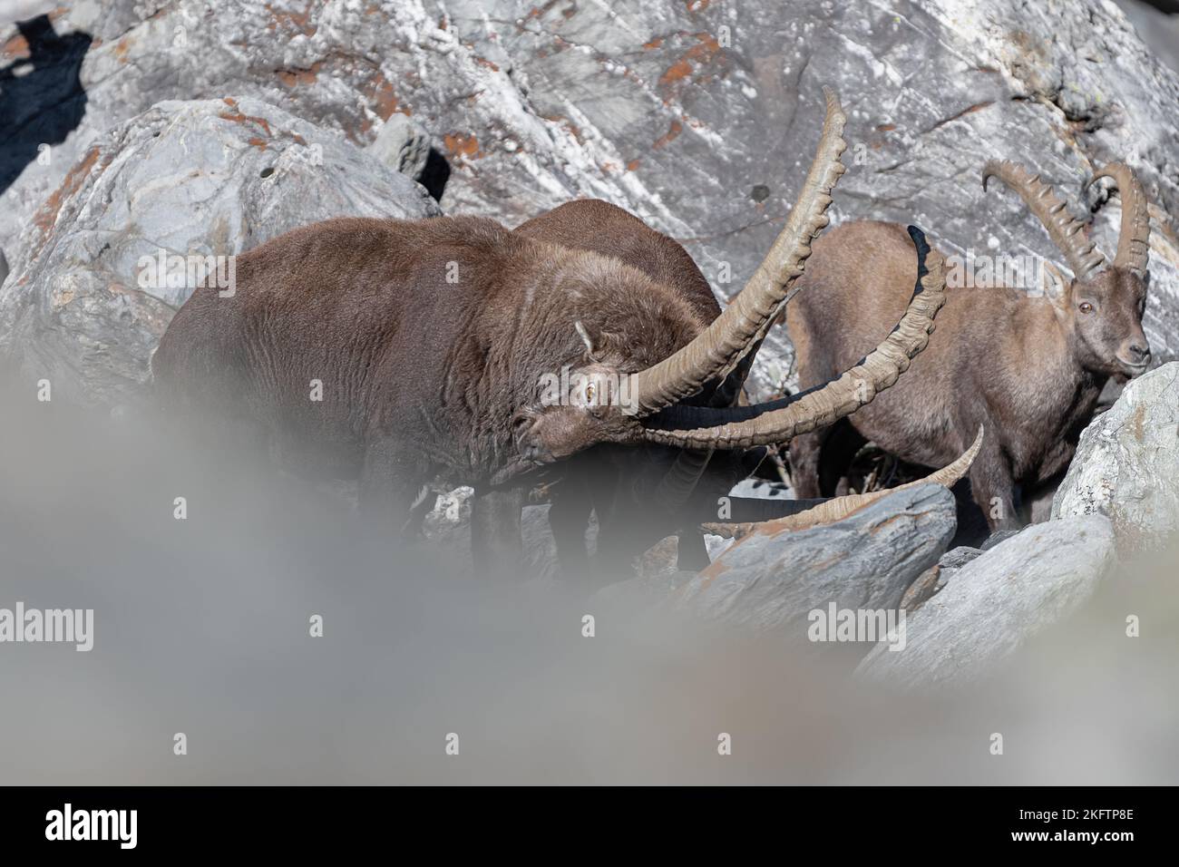 Male ibex battle hi-res stock photography and images - Alamy