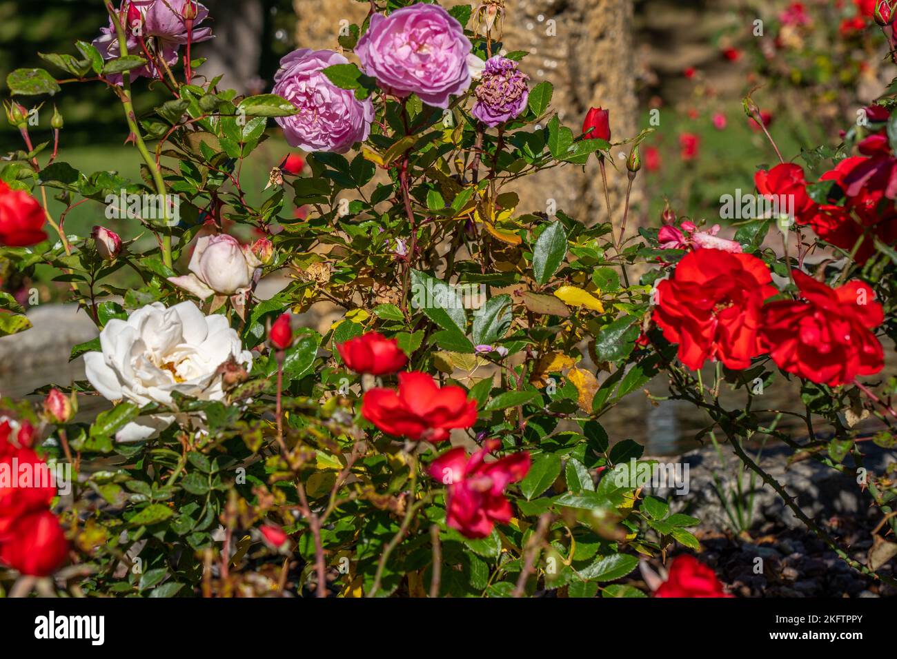 Rose garden near church on the french mountain city. Countryside ...